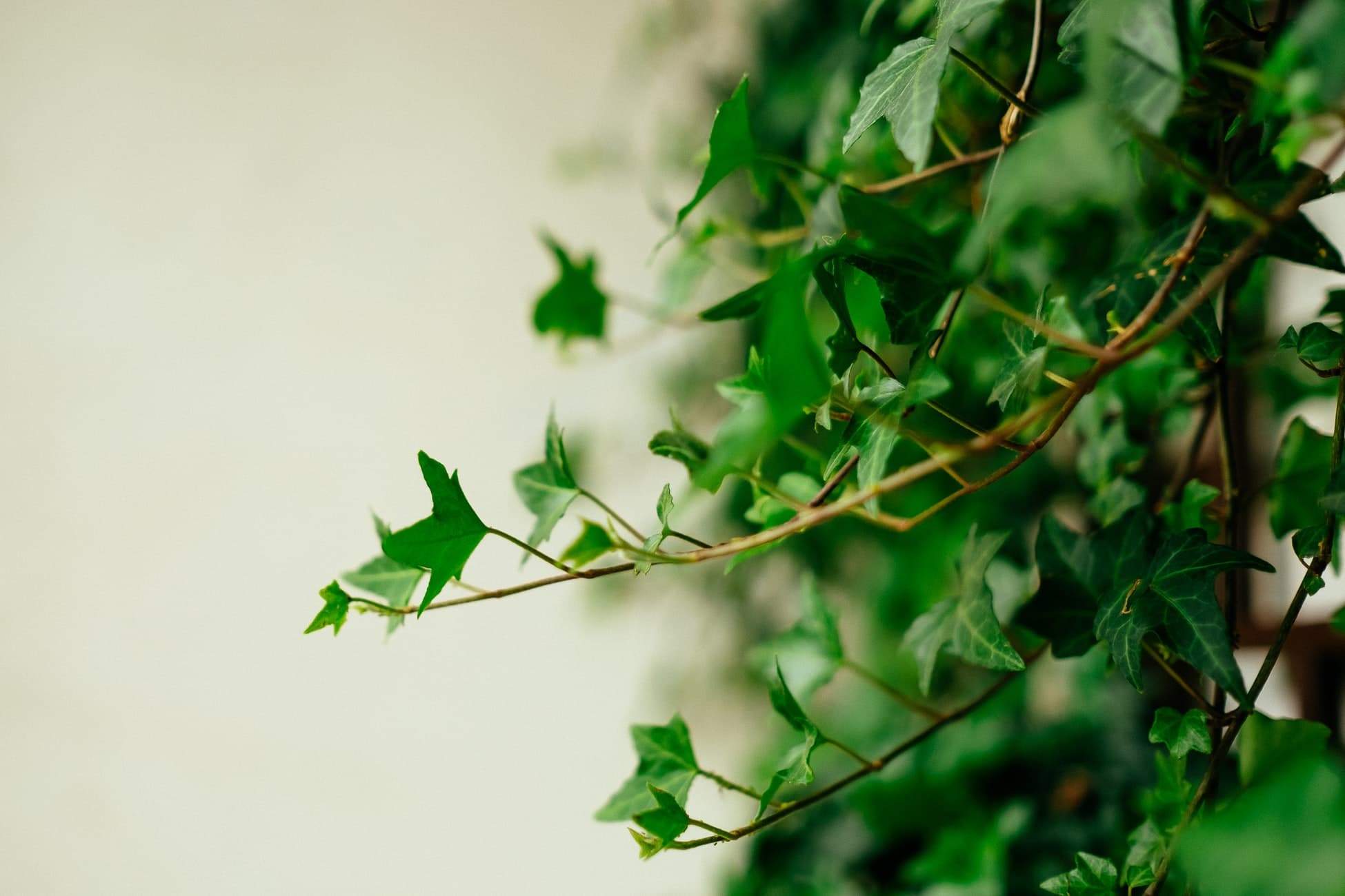 How to Care for English Ivy - Indoor Plant Guides