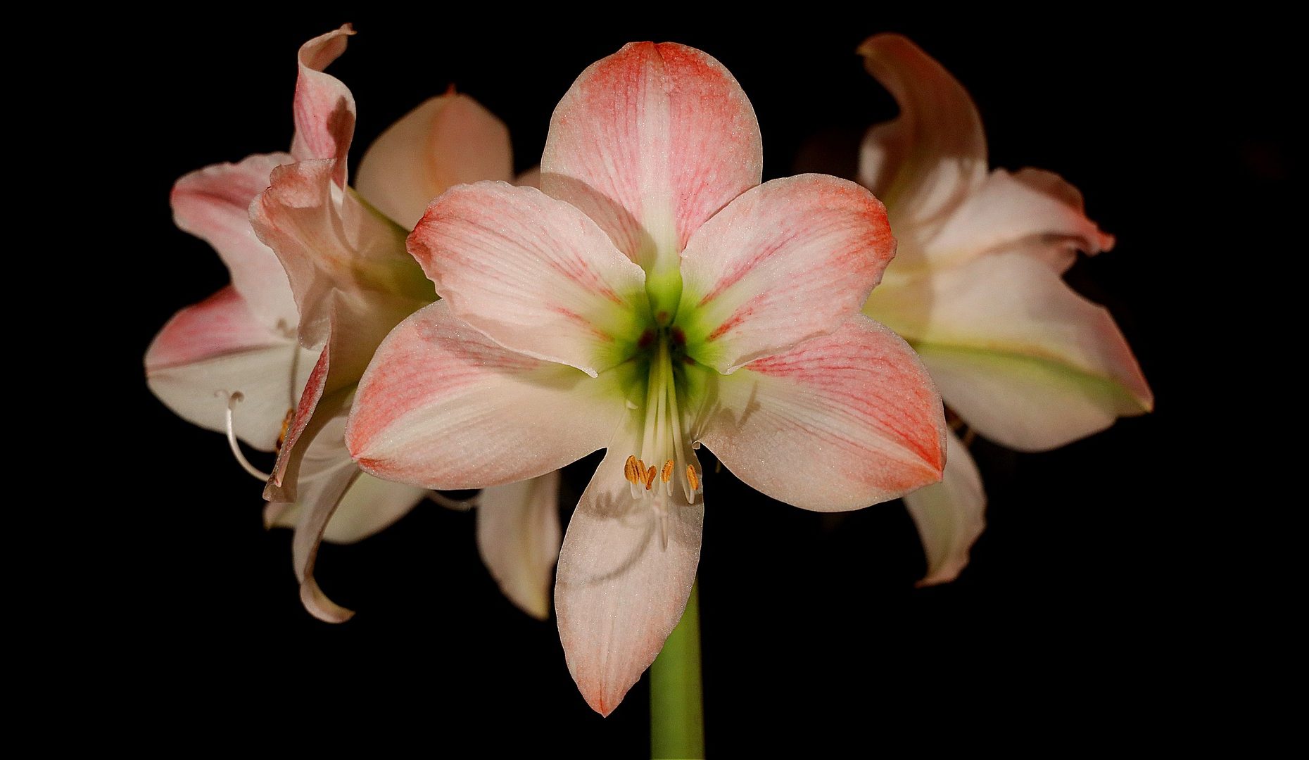 How to Take Care of An Amaryllis - Indoor Plant Guides