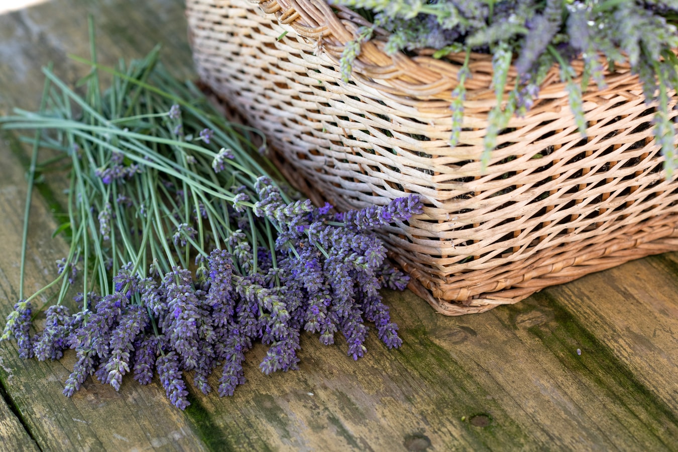 Lavender Propagation Guide - Indoor Plant Guides