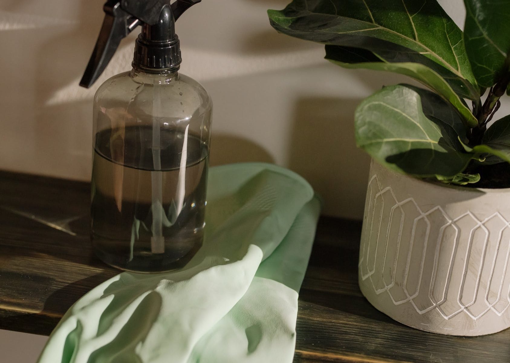 How to Remove Scale from Indoor Plants - Indoor Plant Guides