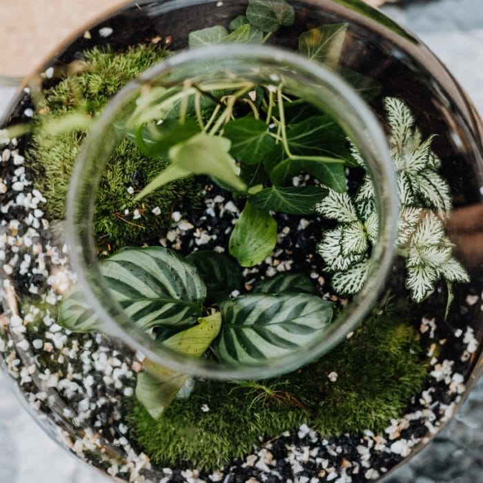 Which Soil and Substrates to Use in Your Terrarium - Indoor Plant Guides