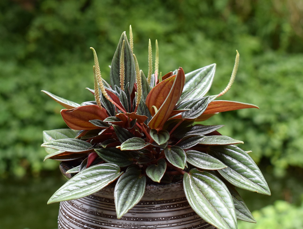 How to Care for a Peperomia - Indoor Plant Guides