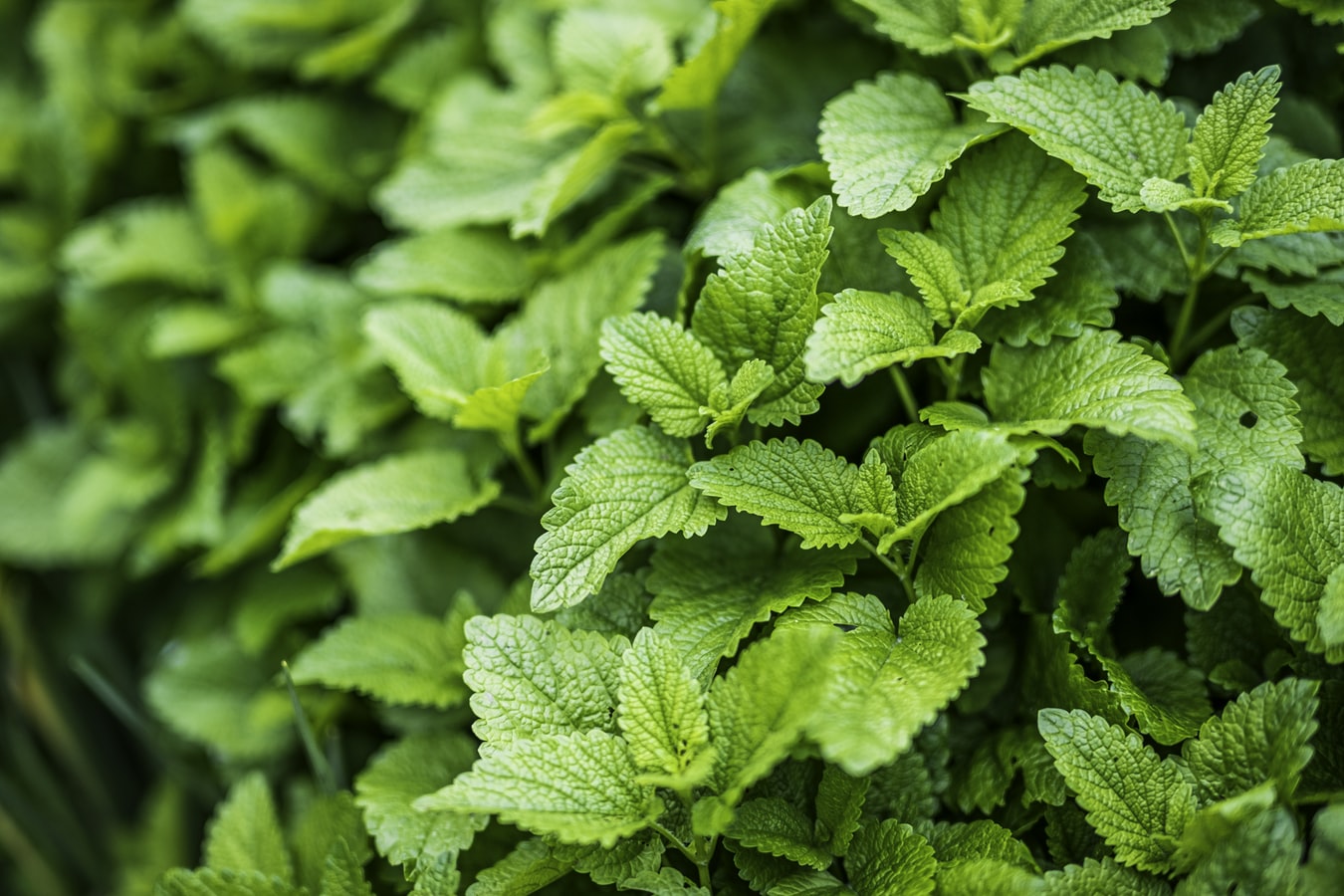 How to Care for Lemon Balm - Indoor Plant Guides