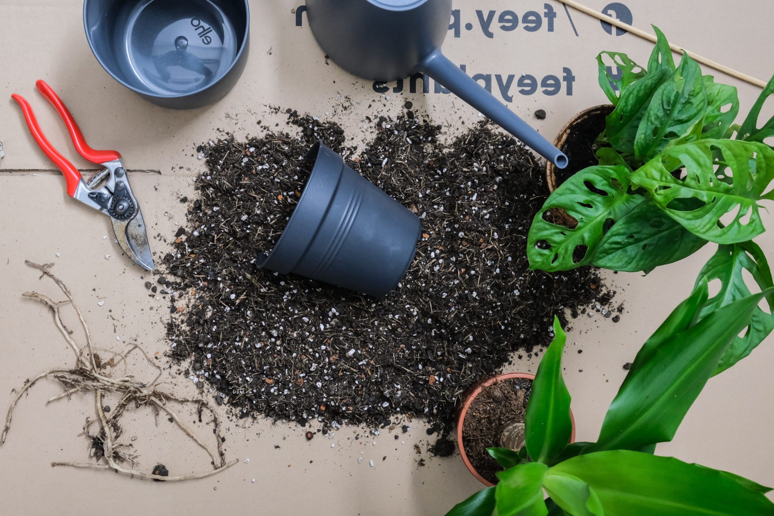 How To Repot a Houseplant - Indoor Plant Guides